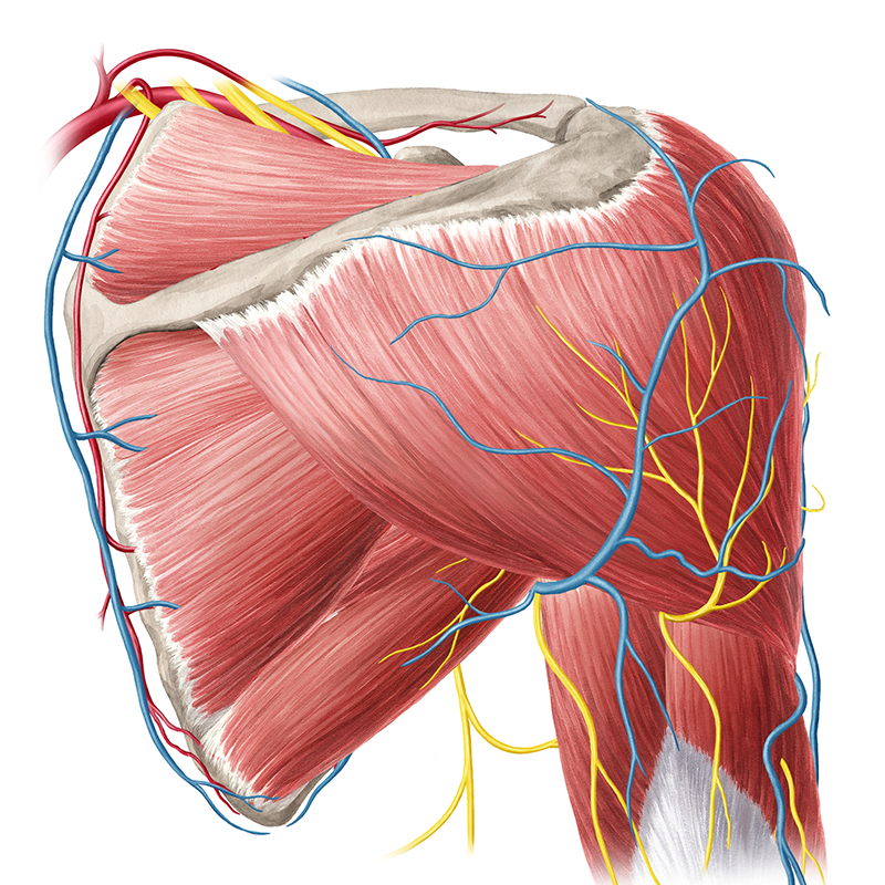 Human anatomy pictures and illustrations – Kenhub Image License Store