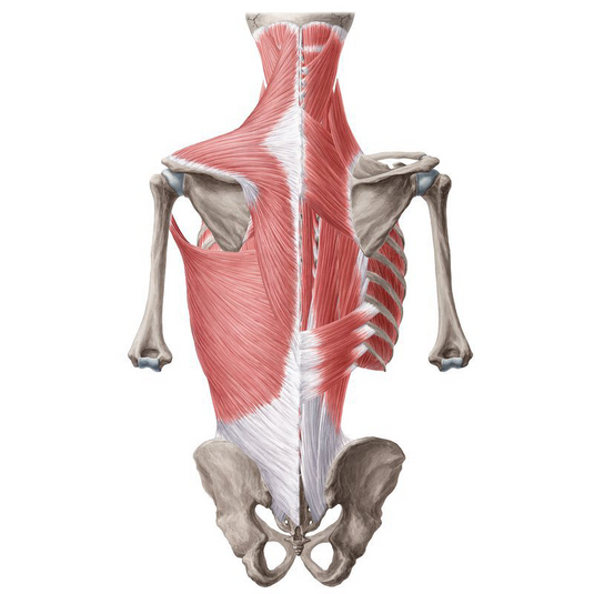 Human anatomy pictures and illustrations – Kenhub Image License Store