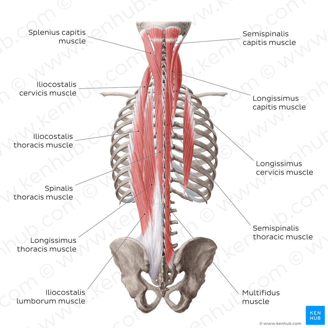 Superficial and intermediate deep back muscles (English) – Kenhub Image ...