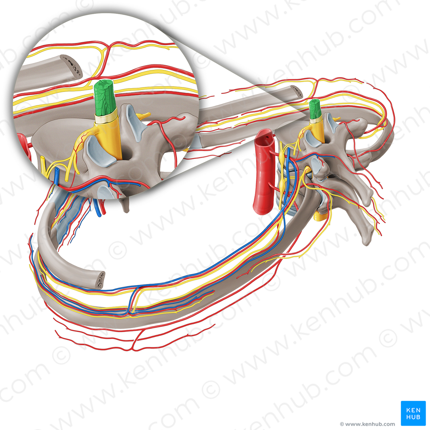 Spinal cord (#5020) – Kenhub Image License Store