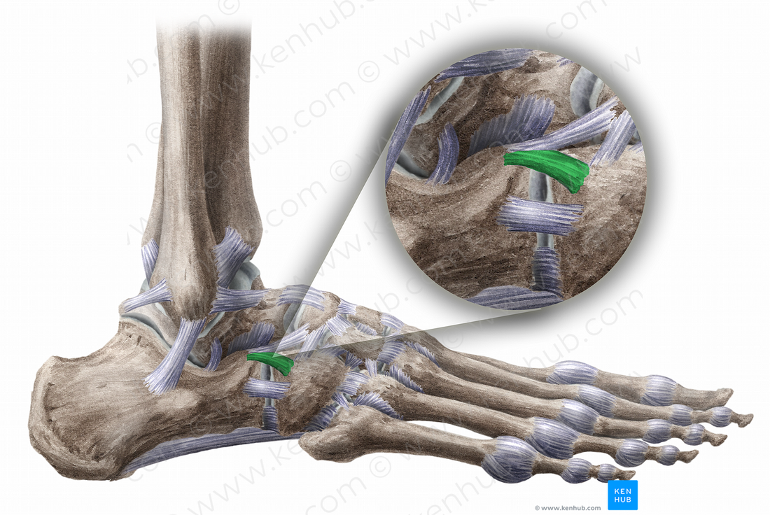 Calcaneocuboid ligament (#11471) – Kenhub Image License Store