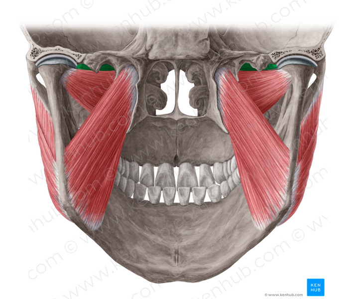Superior head of lateral pterygoid muscle (#7802) – Kenhub Image ...
