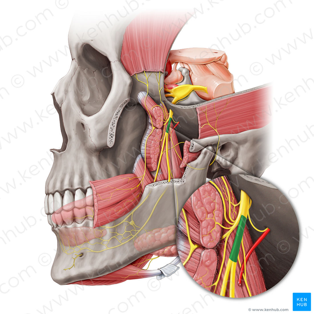 Posterior division of mandibular nerve (#20462) – Kenhub Image License ...