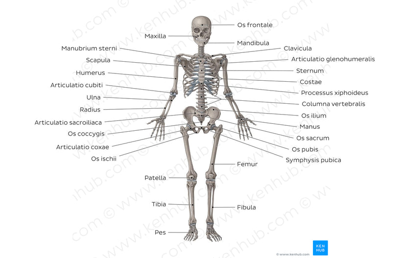 Skeletal system (Latin) – Kenhub Image License Store