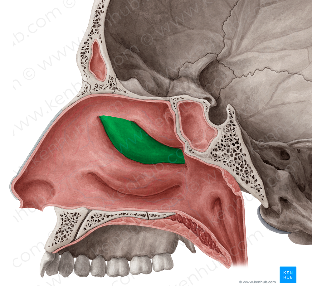 Middle nasal concha of ethmoid bone (#2800) – Kenhub Image License Store