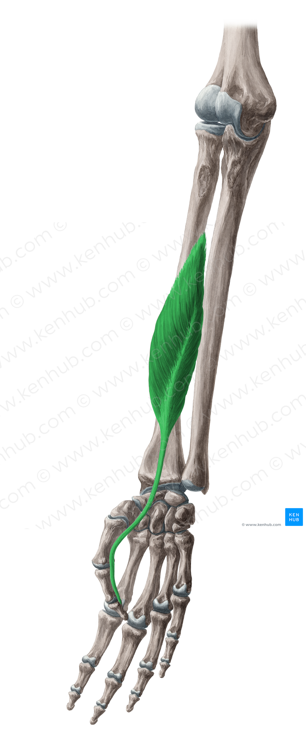 Flexor pollicis longus muscle (#5383) – Kenhub Image License Store