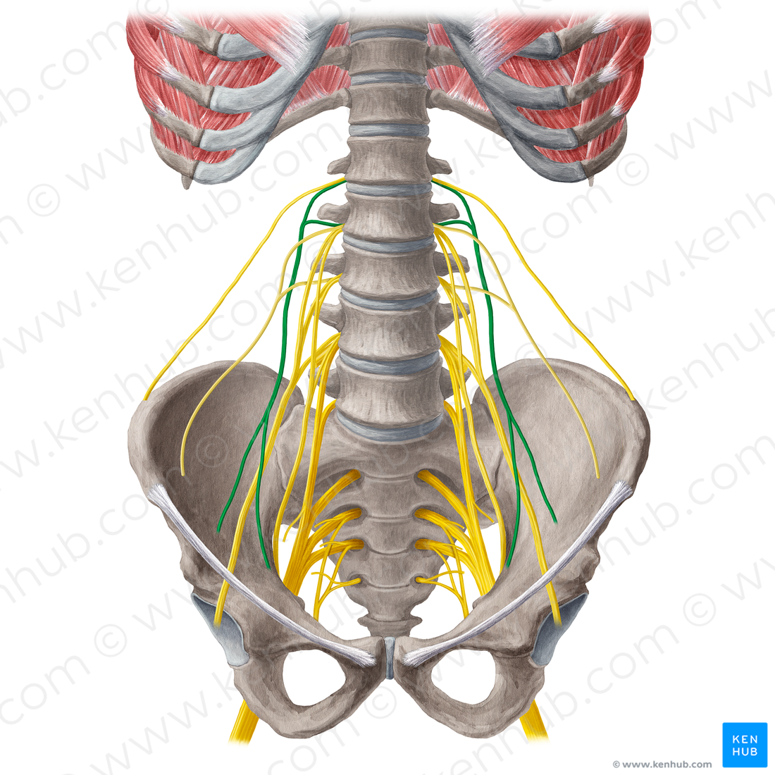 Genitofemoral nerve (#6428) – Kenhub Image License Store