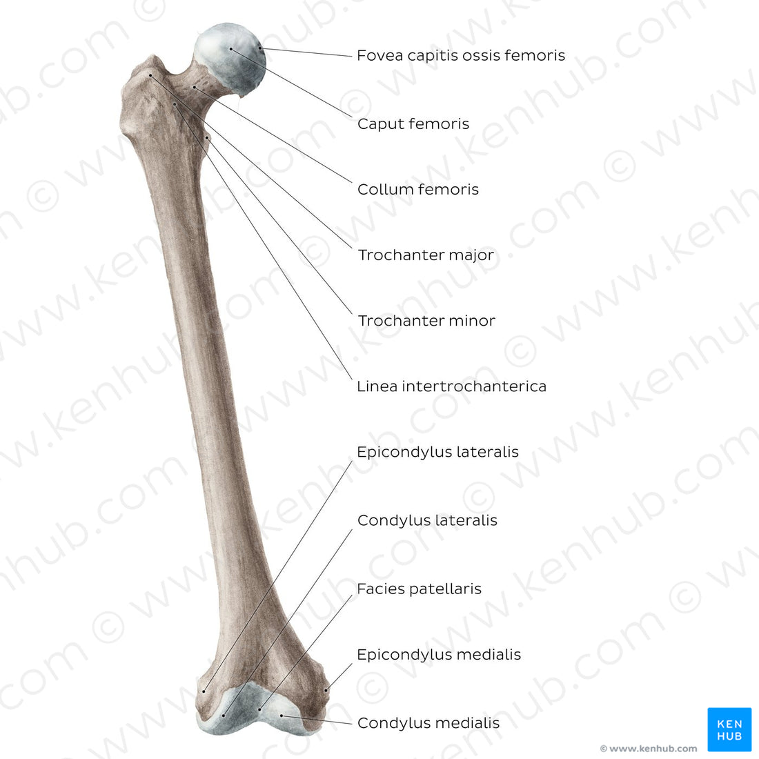 Femur (anterior view) (Latin) – Kenhub Image License Store