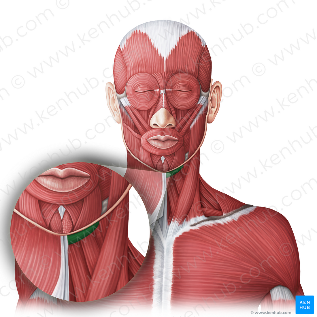 Mylohyoid muscle (#20023) – Kenhub Image License Store